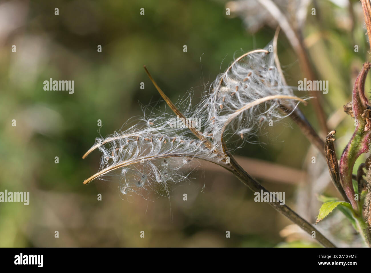 Dehiscence Stock Photos & Dehiscence Stock Images - Alamy