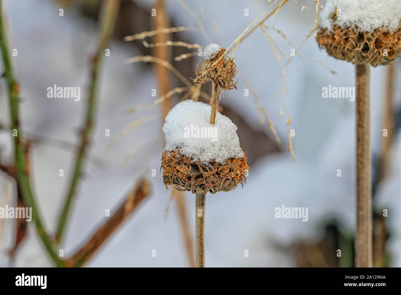 Weathered flowers of Phlomis Russiliana in winter with snowhats Stock ...