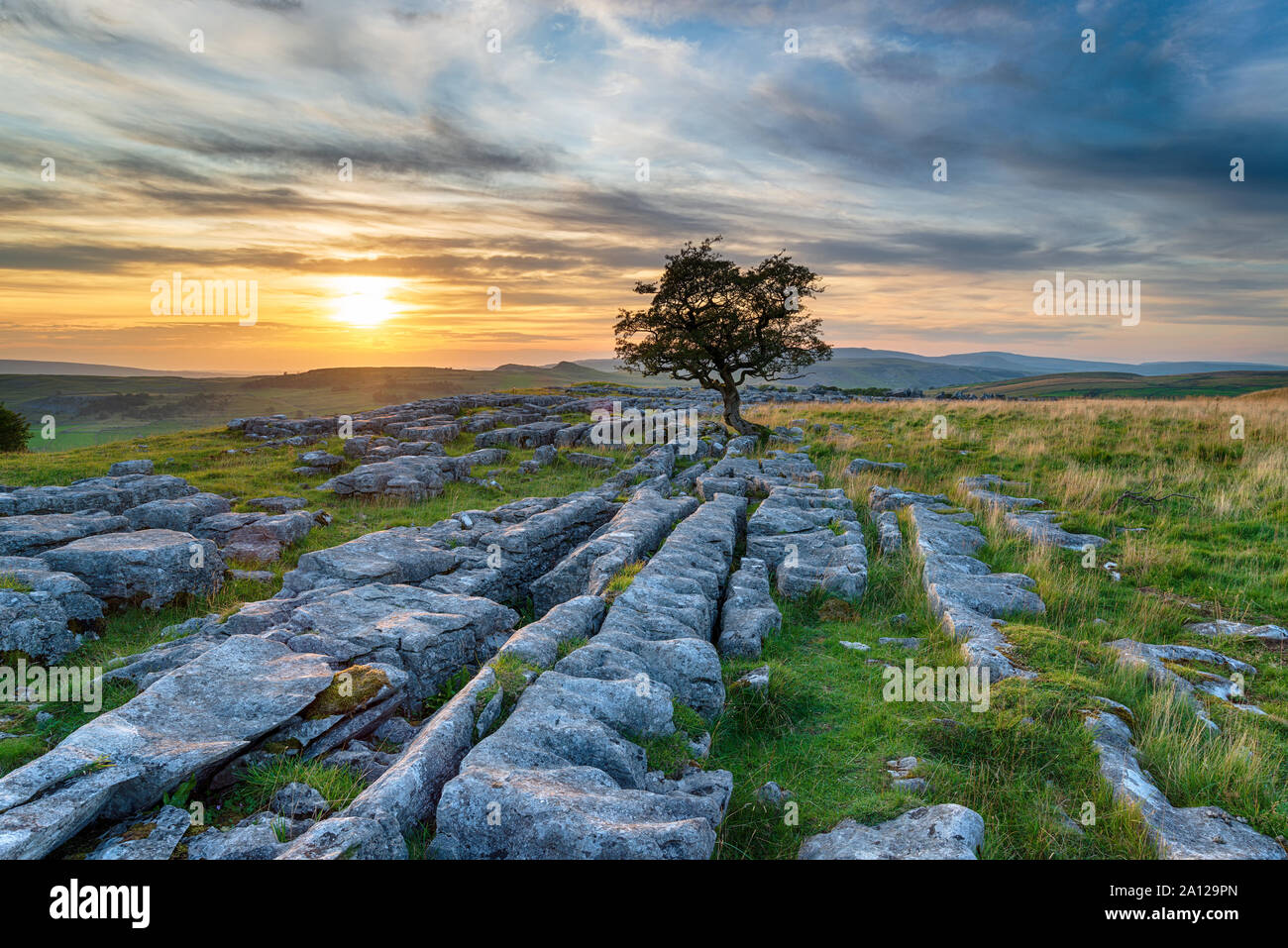 Sunset over a windswept Hawthorn tree growing out of a limestone ...