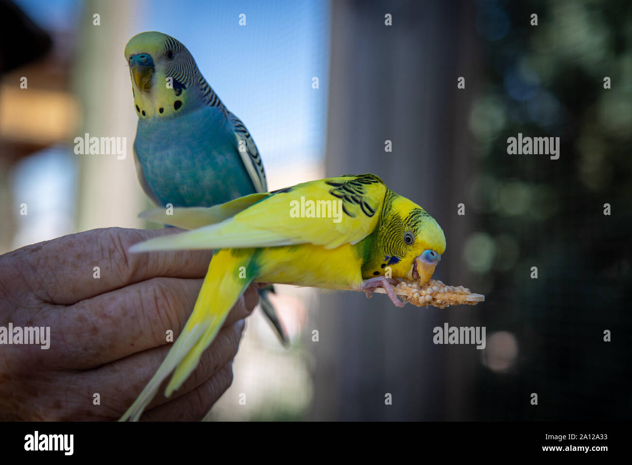 Blue and yellow parakeets vie for food from a mans hand holding a ...