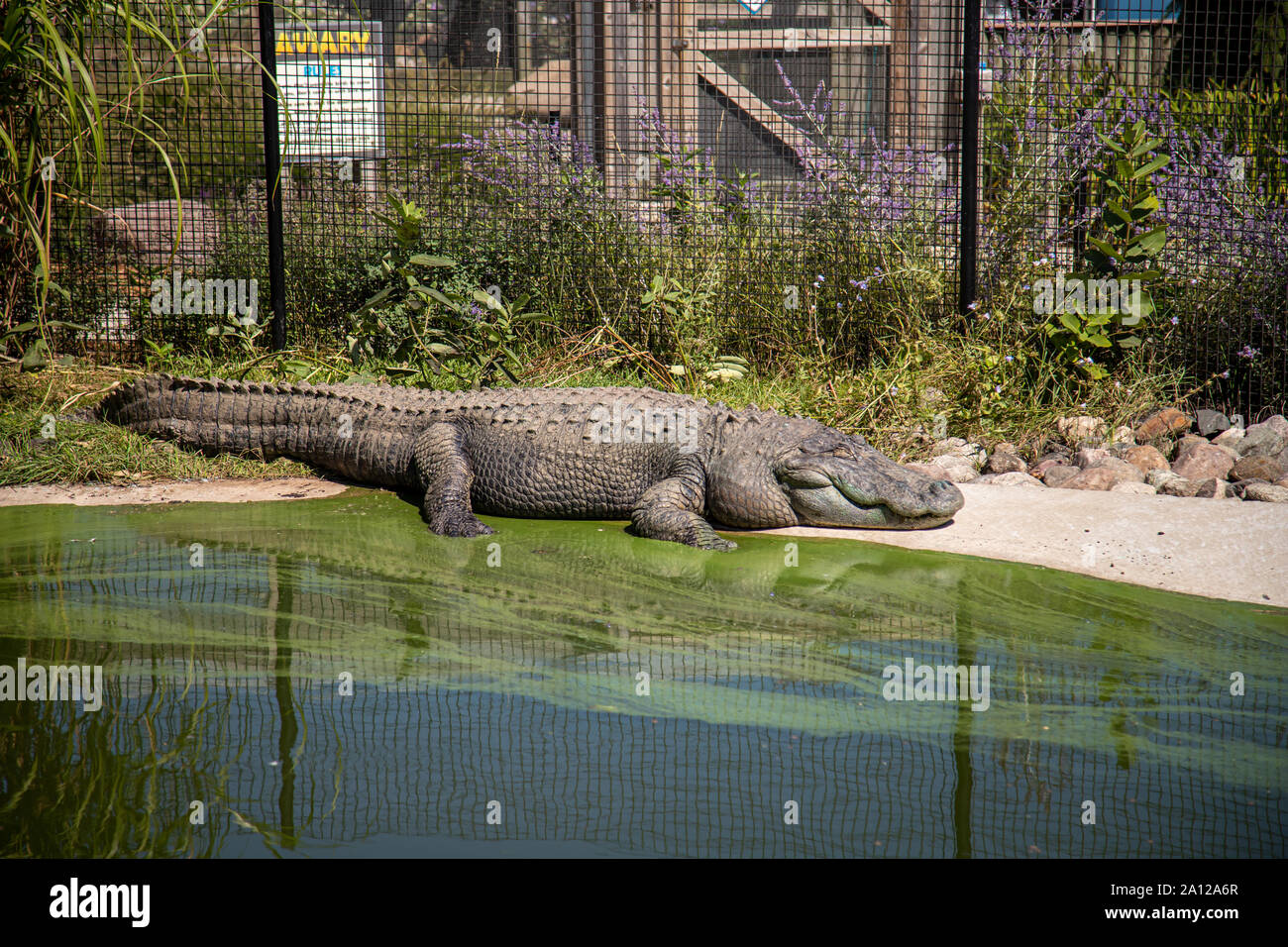 Alligator group hi-res stock photography and images - Alamy