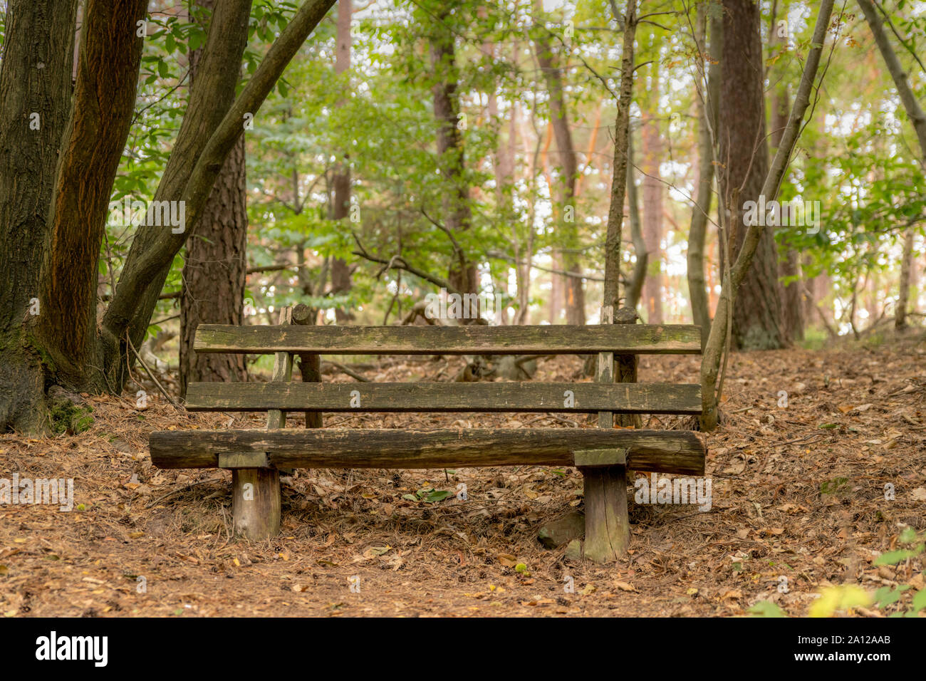 Old bench of thick dark brown wooden beams stands in the forest under ...