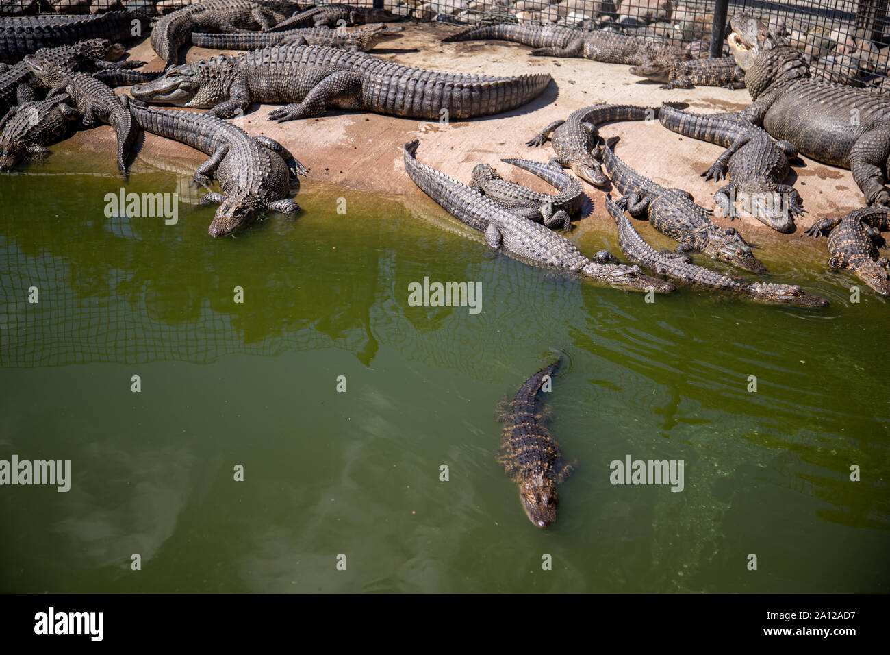 Alligator Congregation High Resolution Stock Photography and Images - Alamy