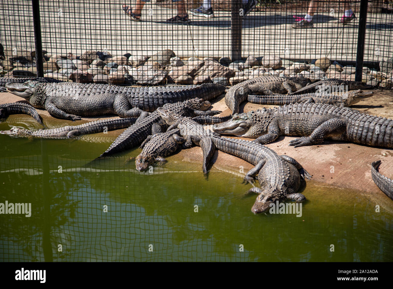 A congregation of American alligators resting next to a pond enclosure ...