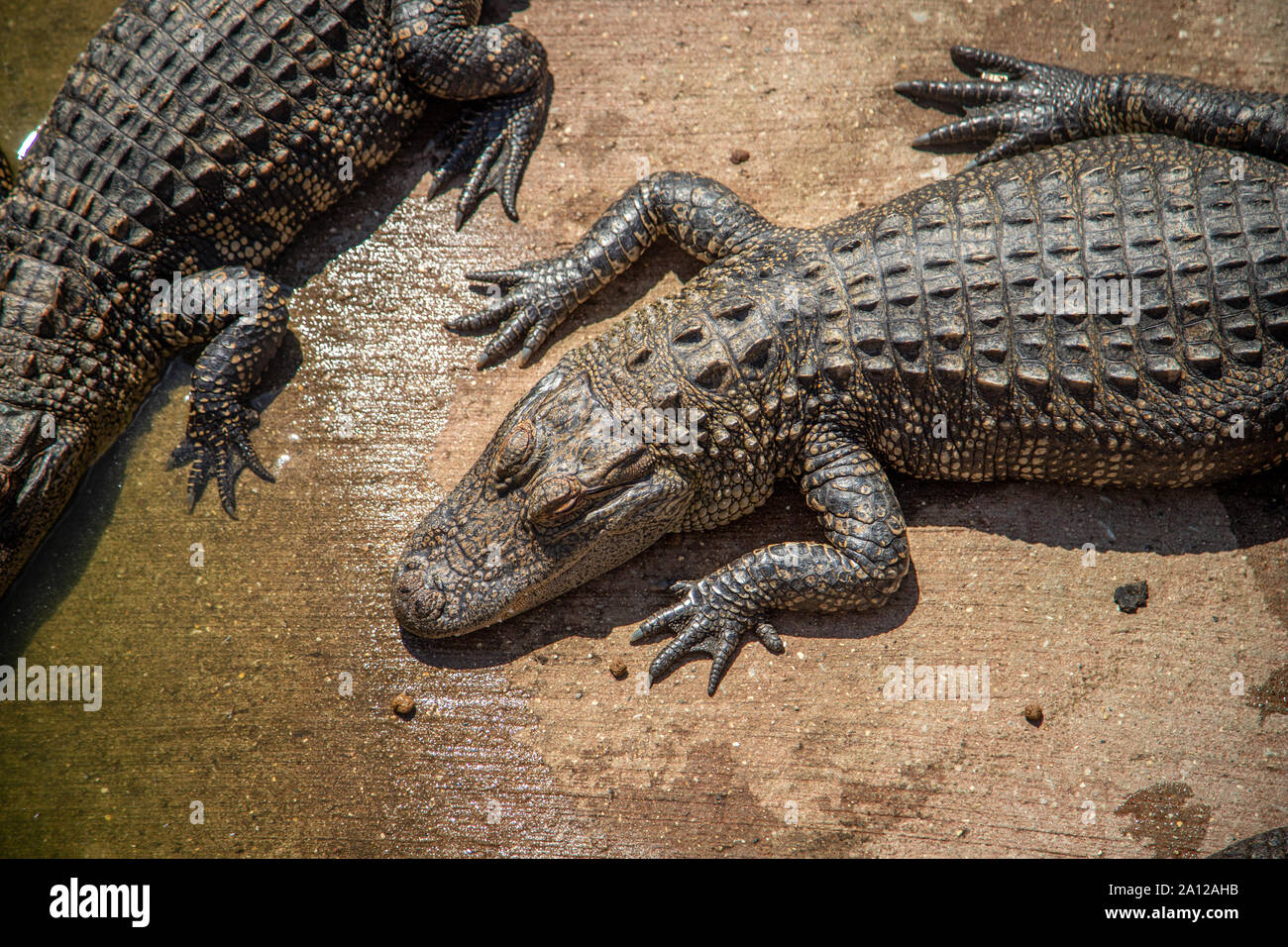 A congregation of American alligators resting next to a pond enclosure ...