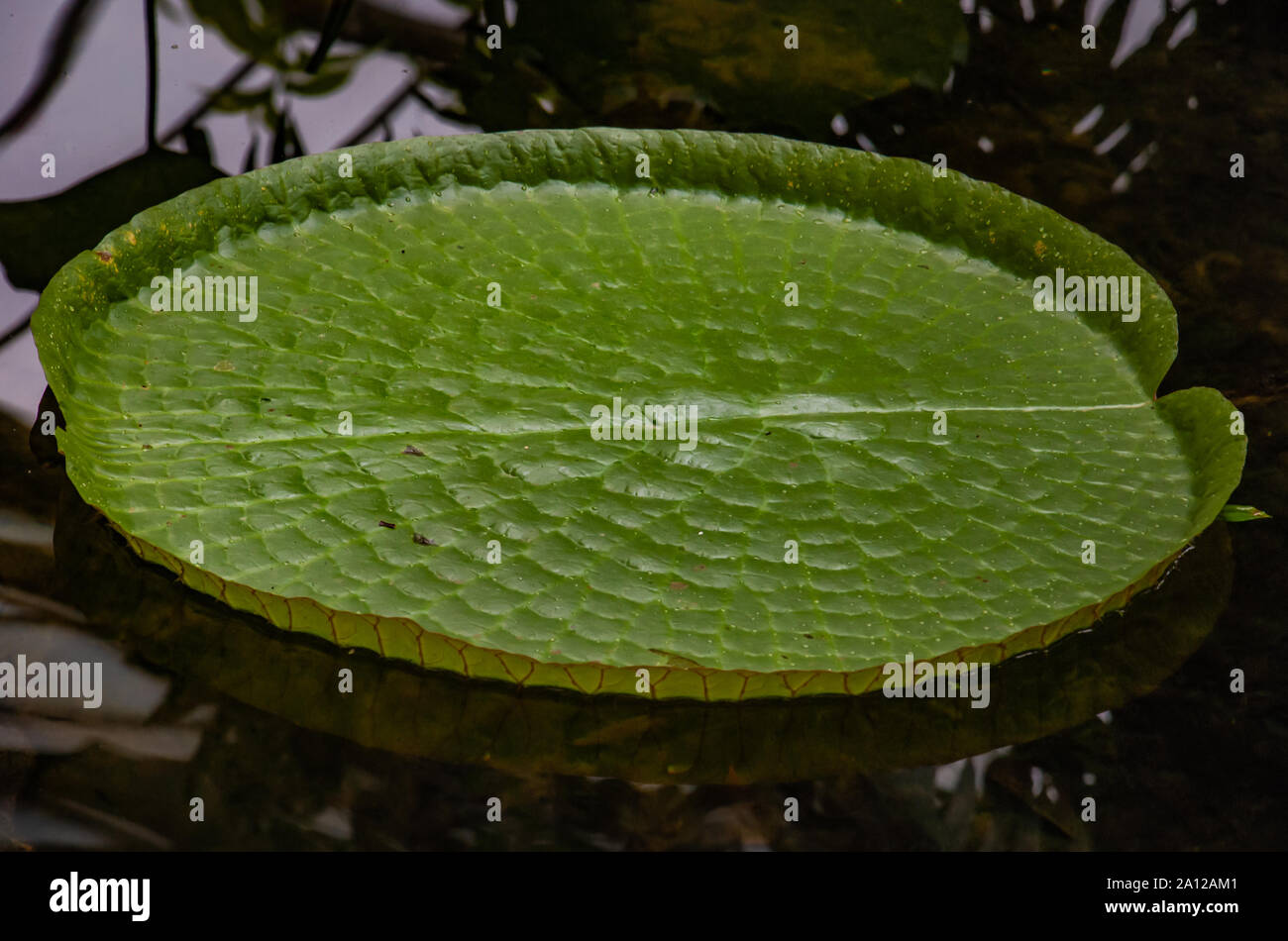 Floating curvy leaves of Victoria cruziana (Santa Cruz water lily ...