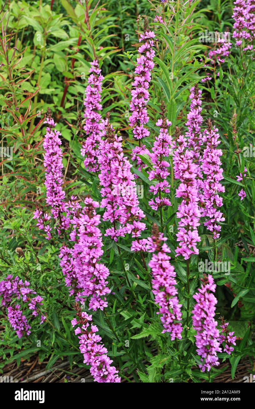 wildflower Lythrum salicaria blooming close up, hdr Stock Photo - Alamy