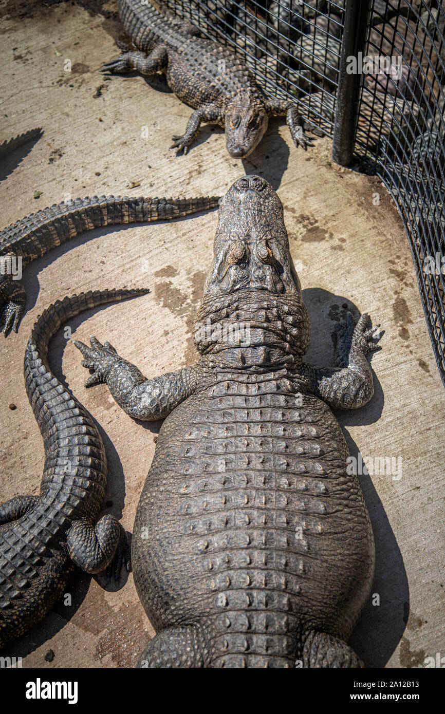 A congregation of American alligators resting next to a pond enclosure ...
