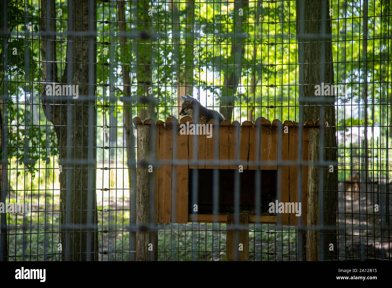 A grey fox watching alertly from on top of his house in an enclosure at ...