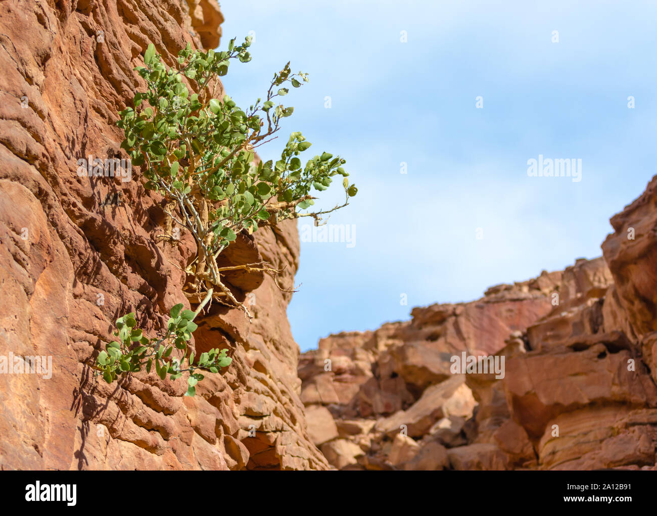 colored canyon in the desert in Egypt Stock Photo - Alamy