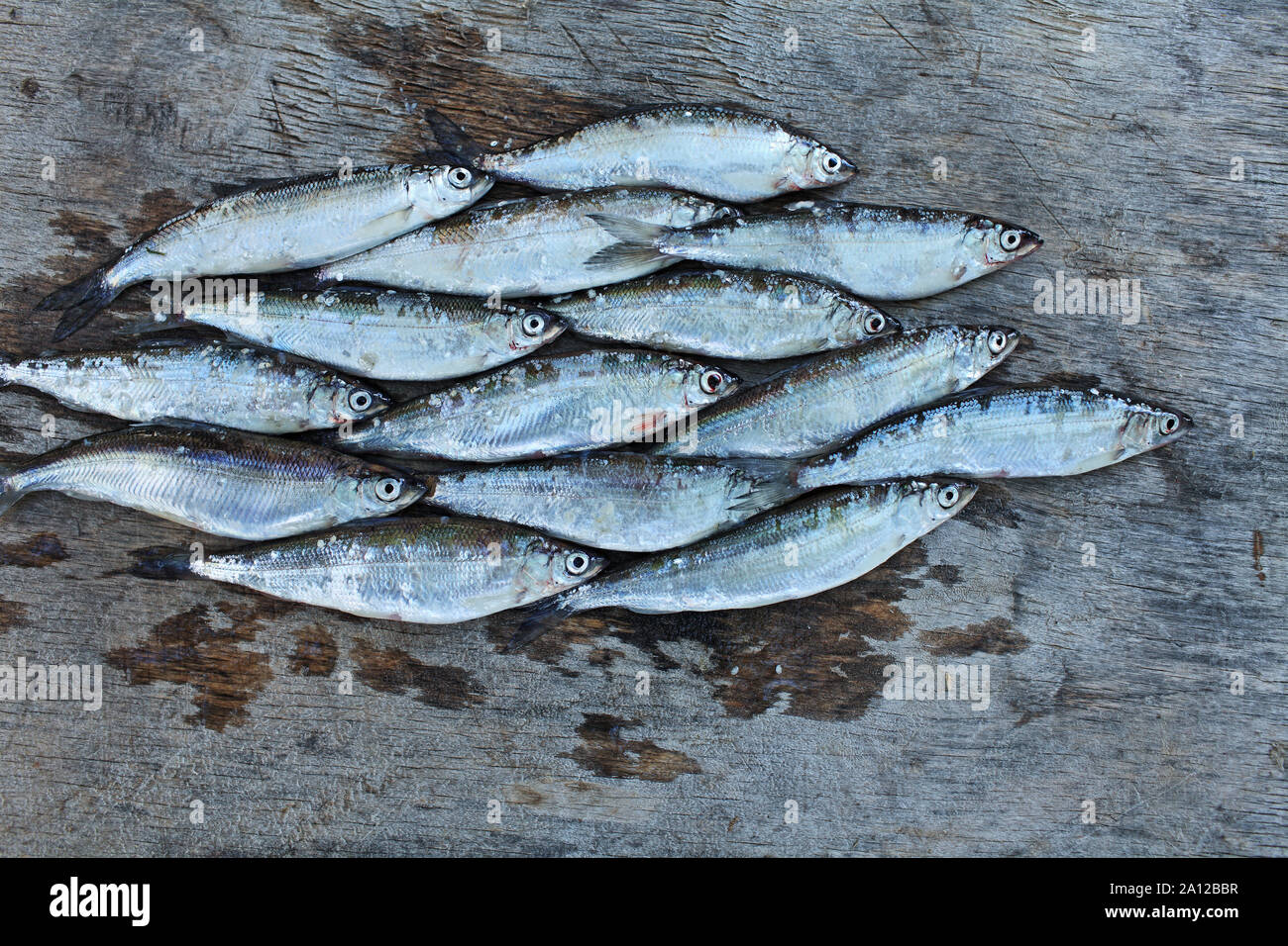 Vendace hi-res stock photography and images - Alamy