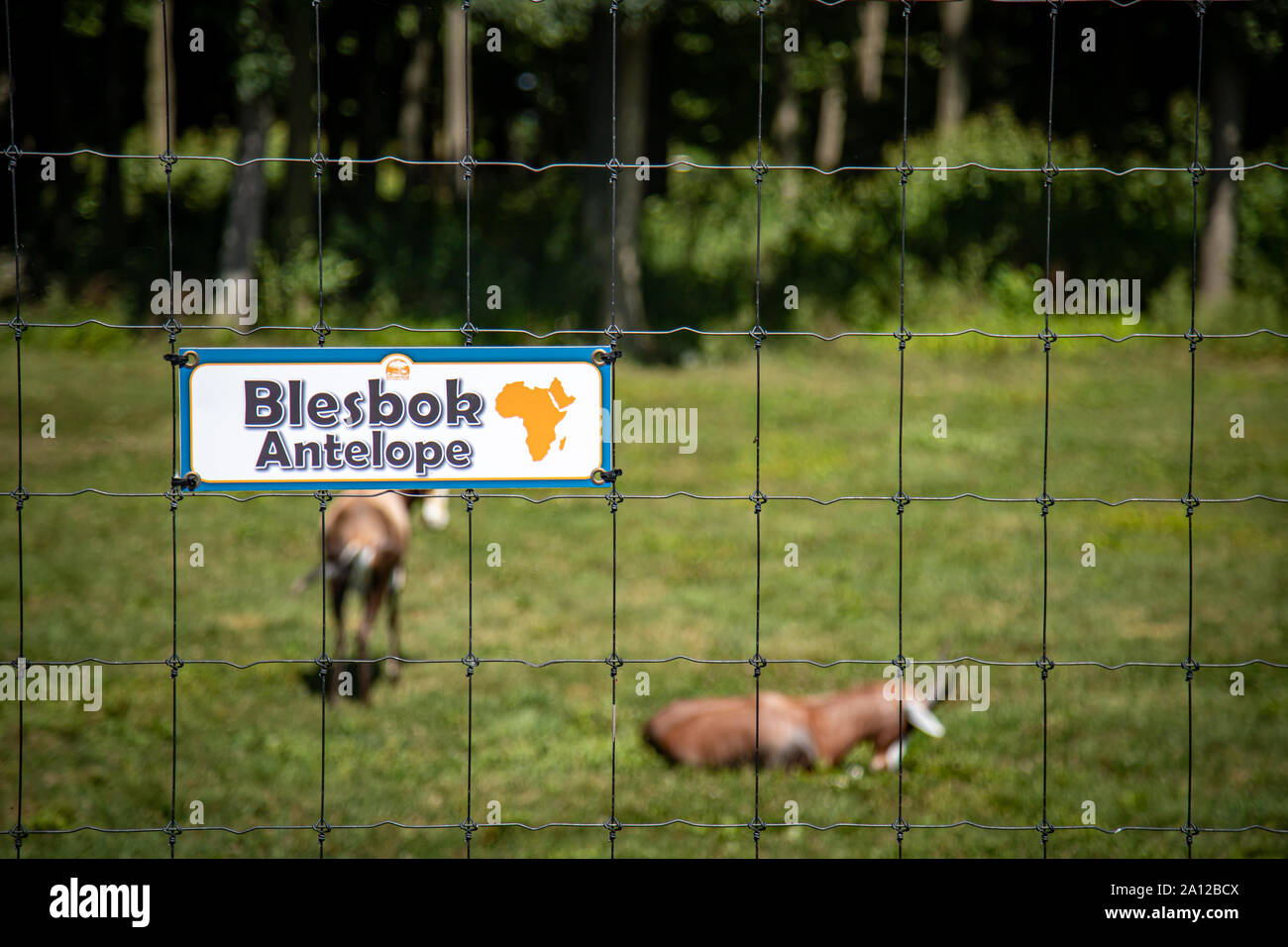 A sign for a blesbok antelope on an enclosure with antelopes in the ...
