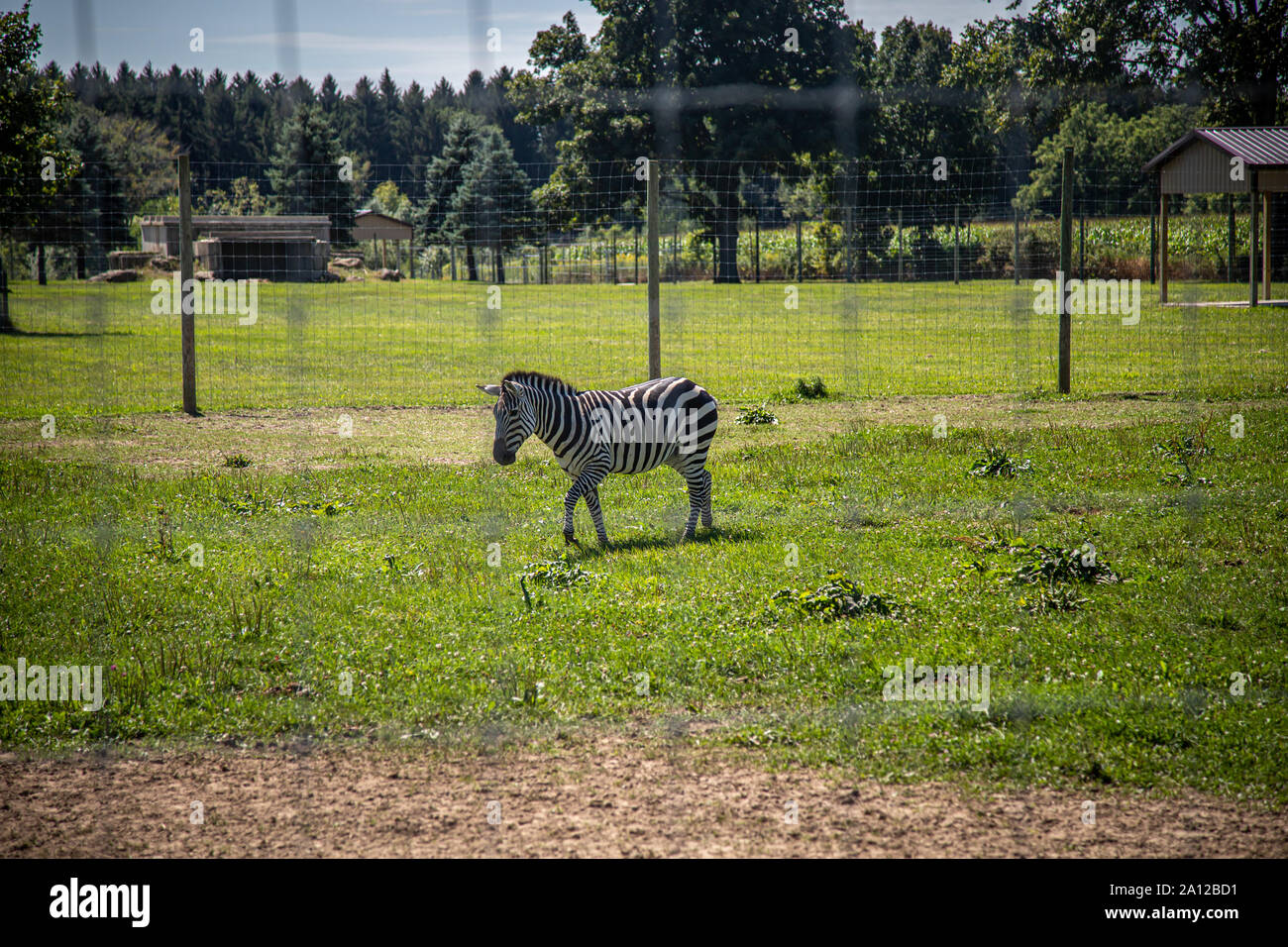 A zebra inside a fenced in enclosure at a private zoo in Michigan Stock ...