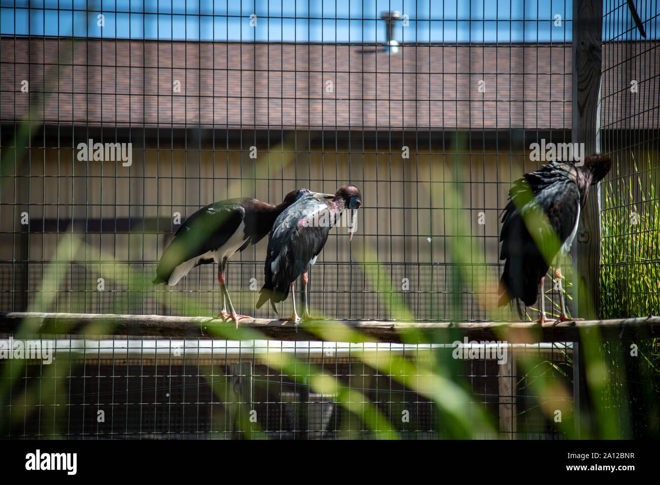 Abdims storks hi-res stock photography and images - Alamy