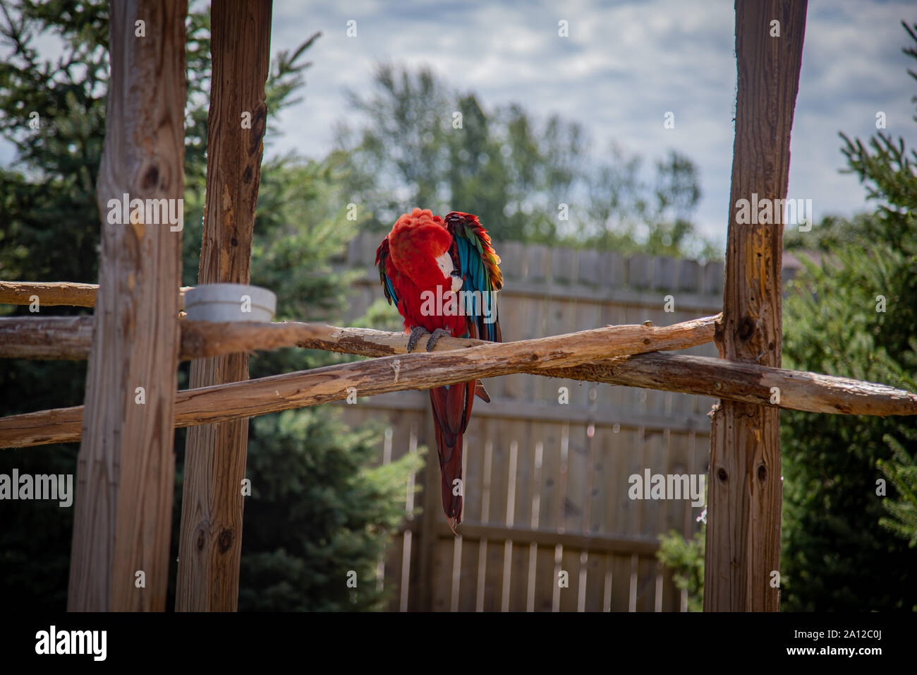 A red macaw perched and grooming at a private zoo in Michigan Stock ...