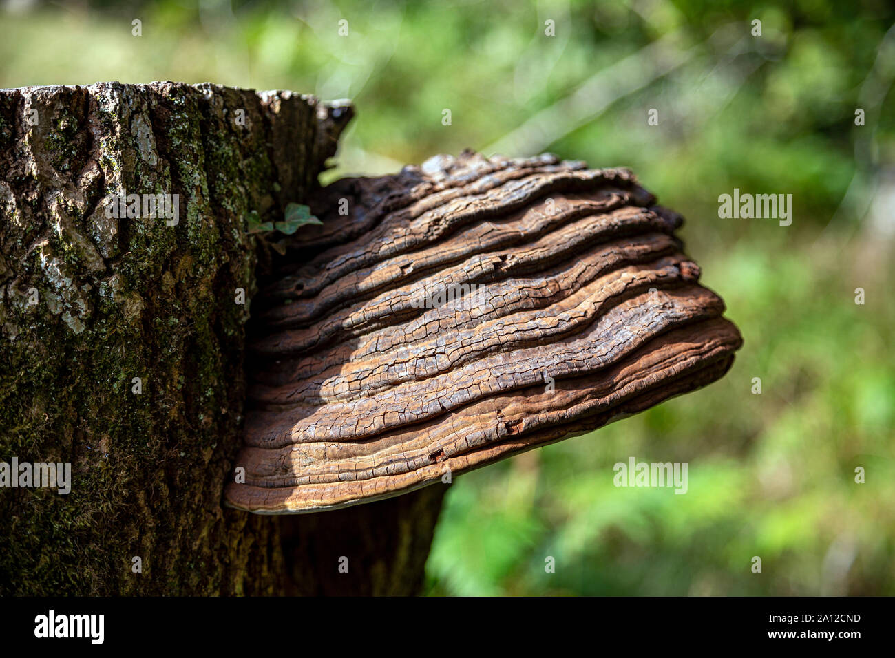 bracket fungi, Bracket Fungus, Brown, Color Image, Directly Above ...