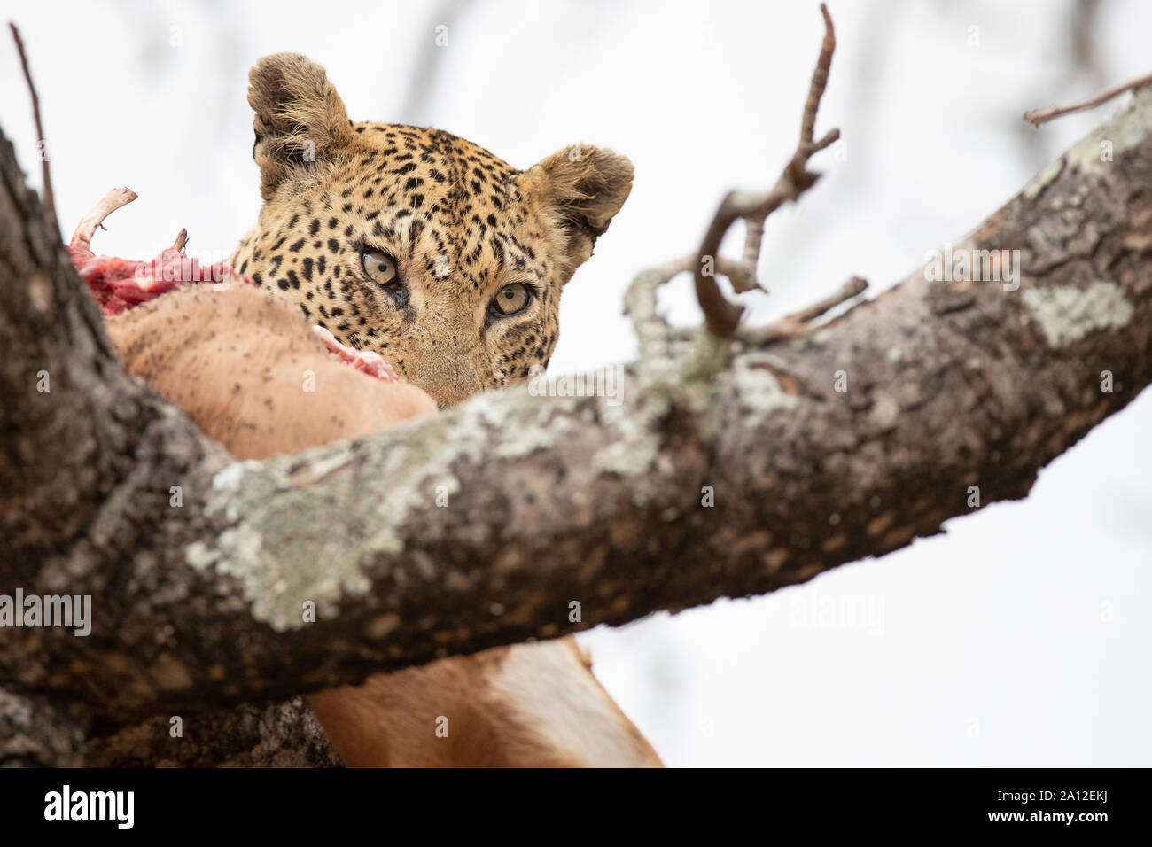 Kill markings hi-res stock photography and images - Alamy