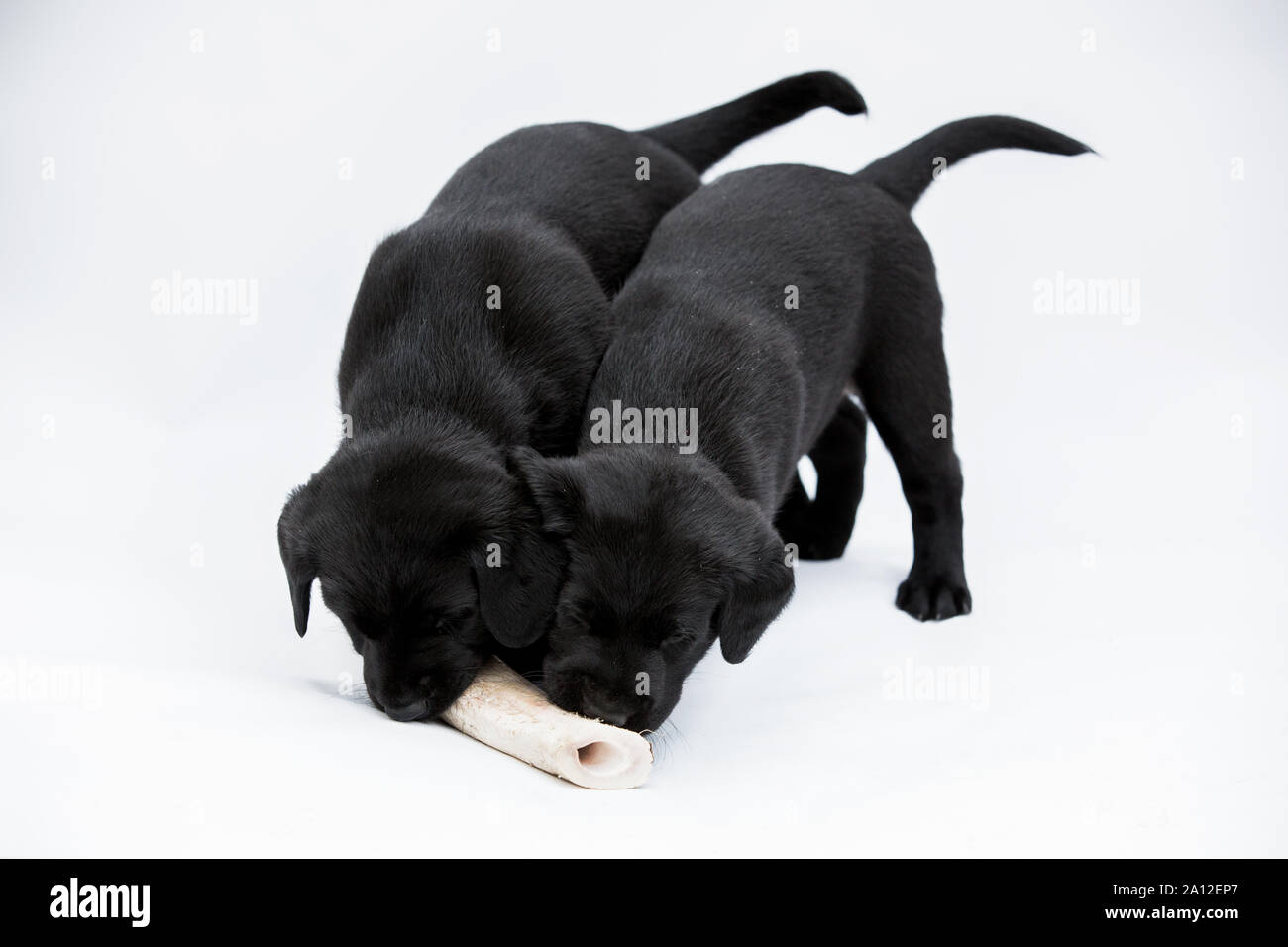 Two Black Labrador puppies chewing on a bone on white background Stock ...