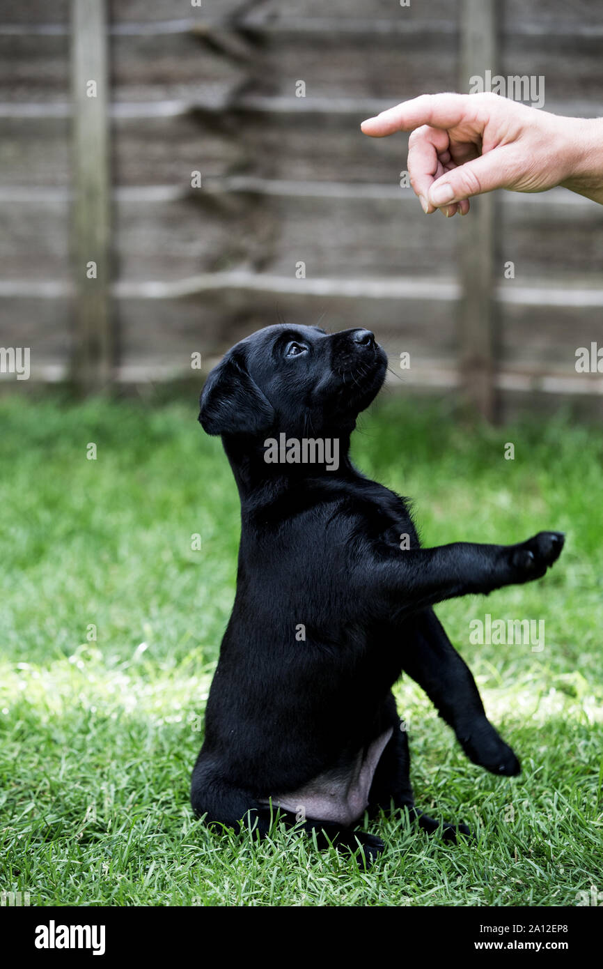 Person giving hand command to Black Labrador puppy sitting on a lawn ...
