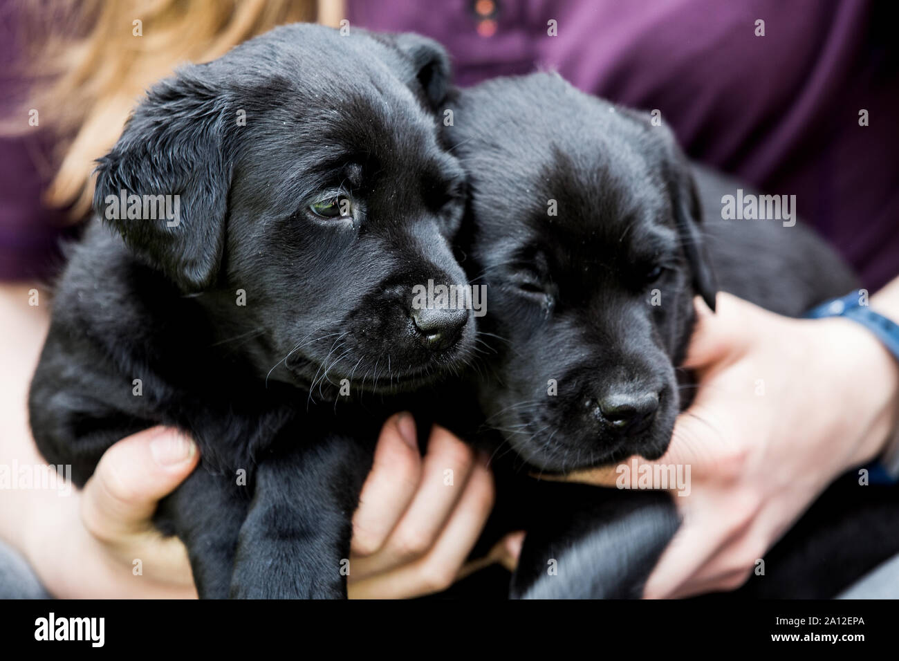 Close up of person holding two Black Labrador puppies Stock Photo - Alamy