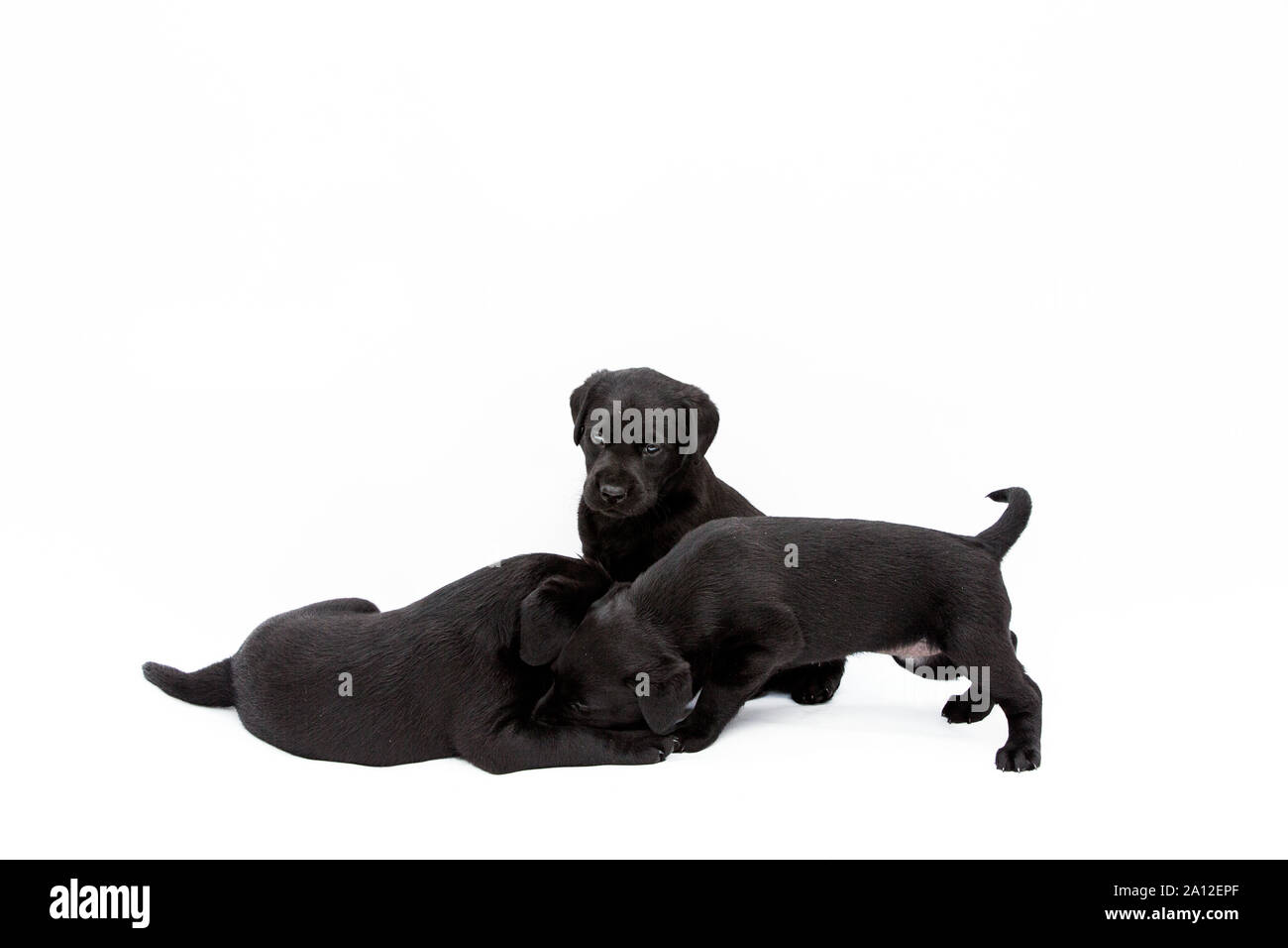 Three Black Labrador puppies playing on white background Stock Photo ...