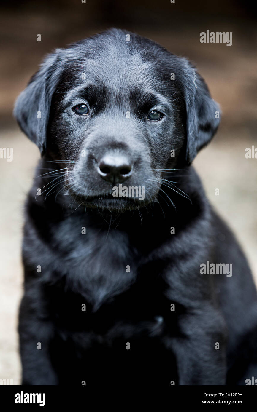Black Labrador puppy looking at camera Stock Photo - Alamy