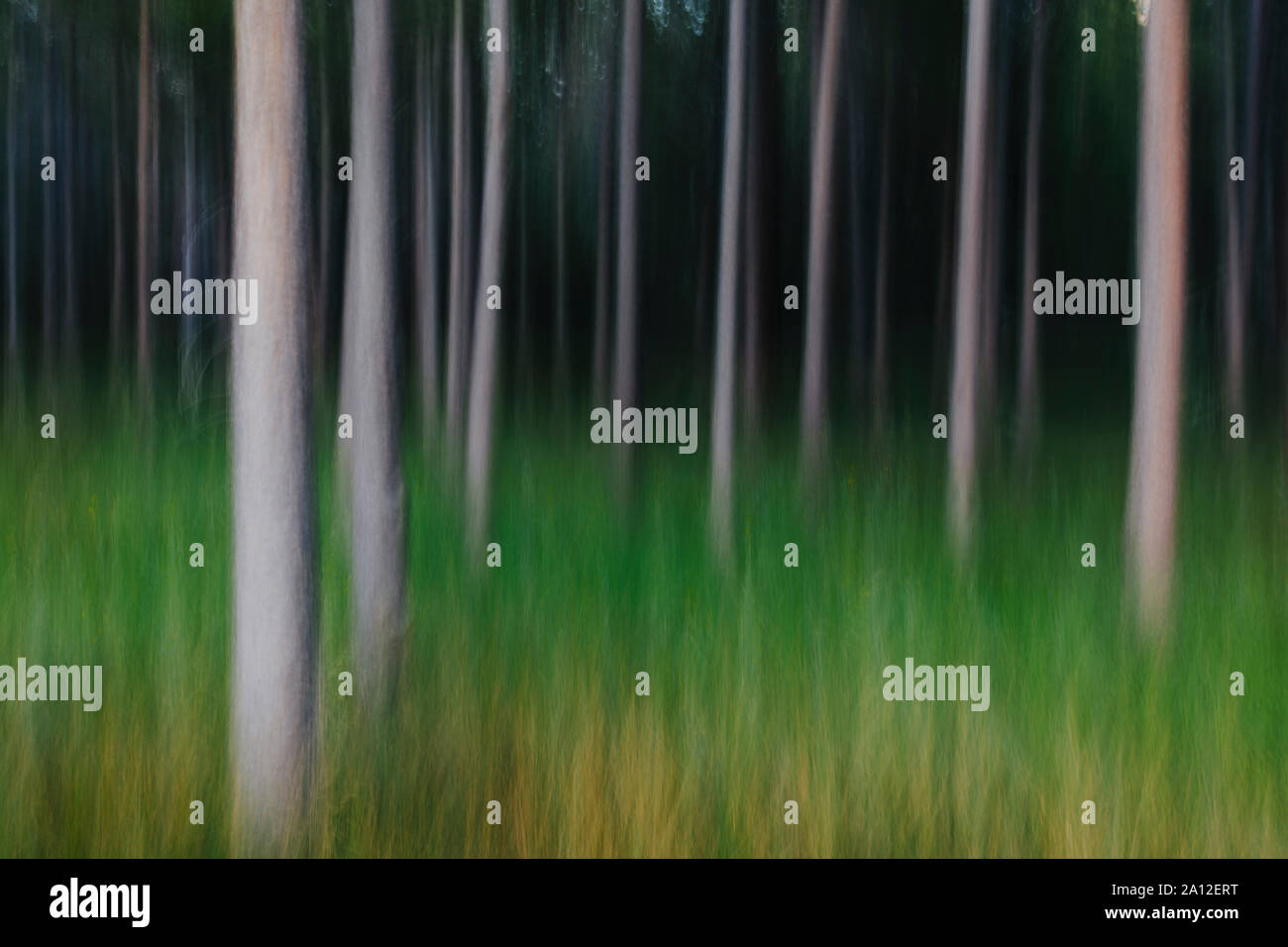 Lodgepole pine forest hi-res stock photography and images - Alamy