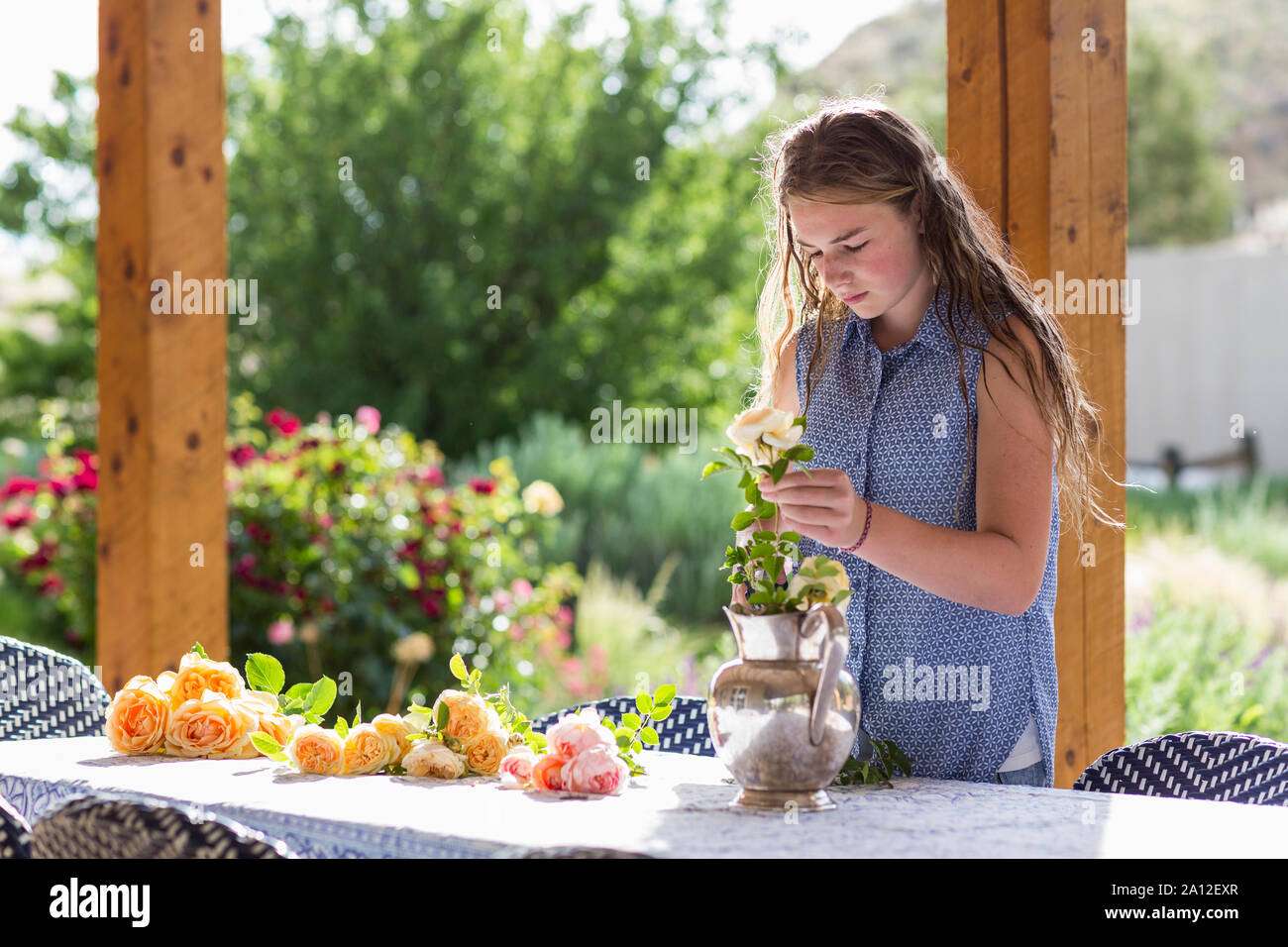 13 year old girl arranging roses from formal garden Stock Photo - Alamy