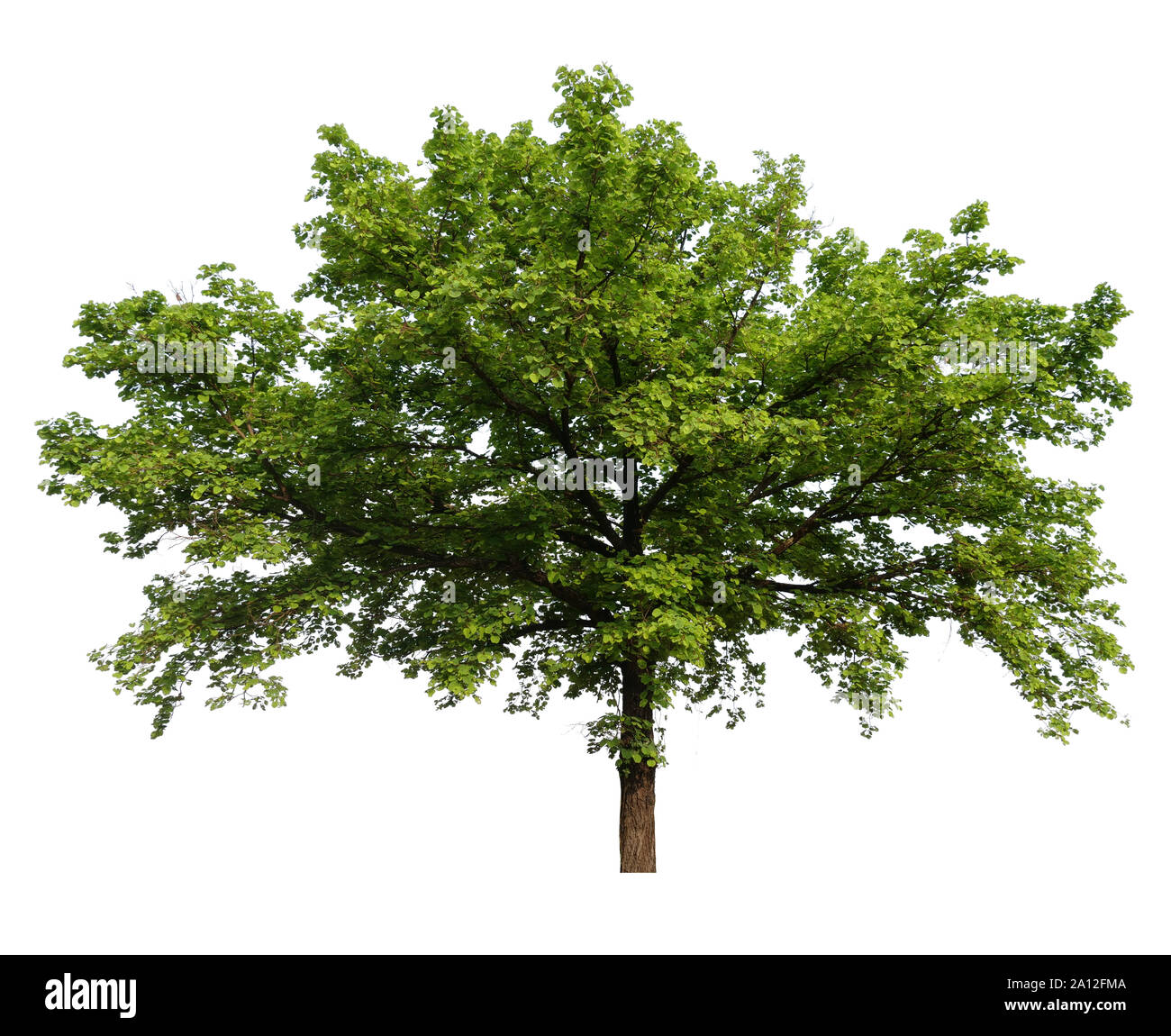 Tree alpha mask Cut Out Stock Images & Pictures - Alamy