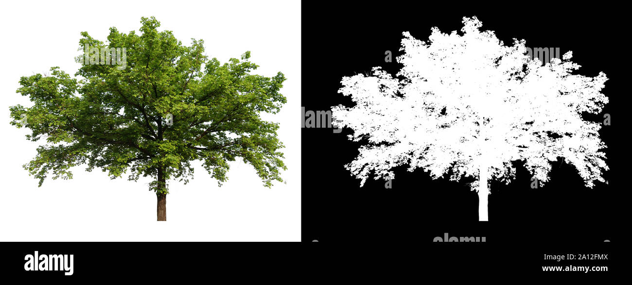 single tree with clipping path and alpha channel Stock Photo - Alamy
