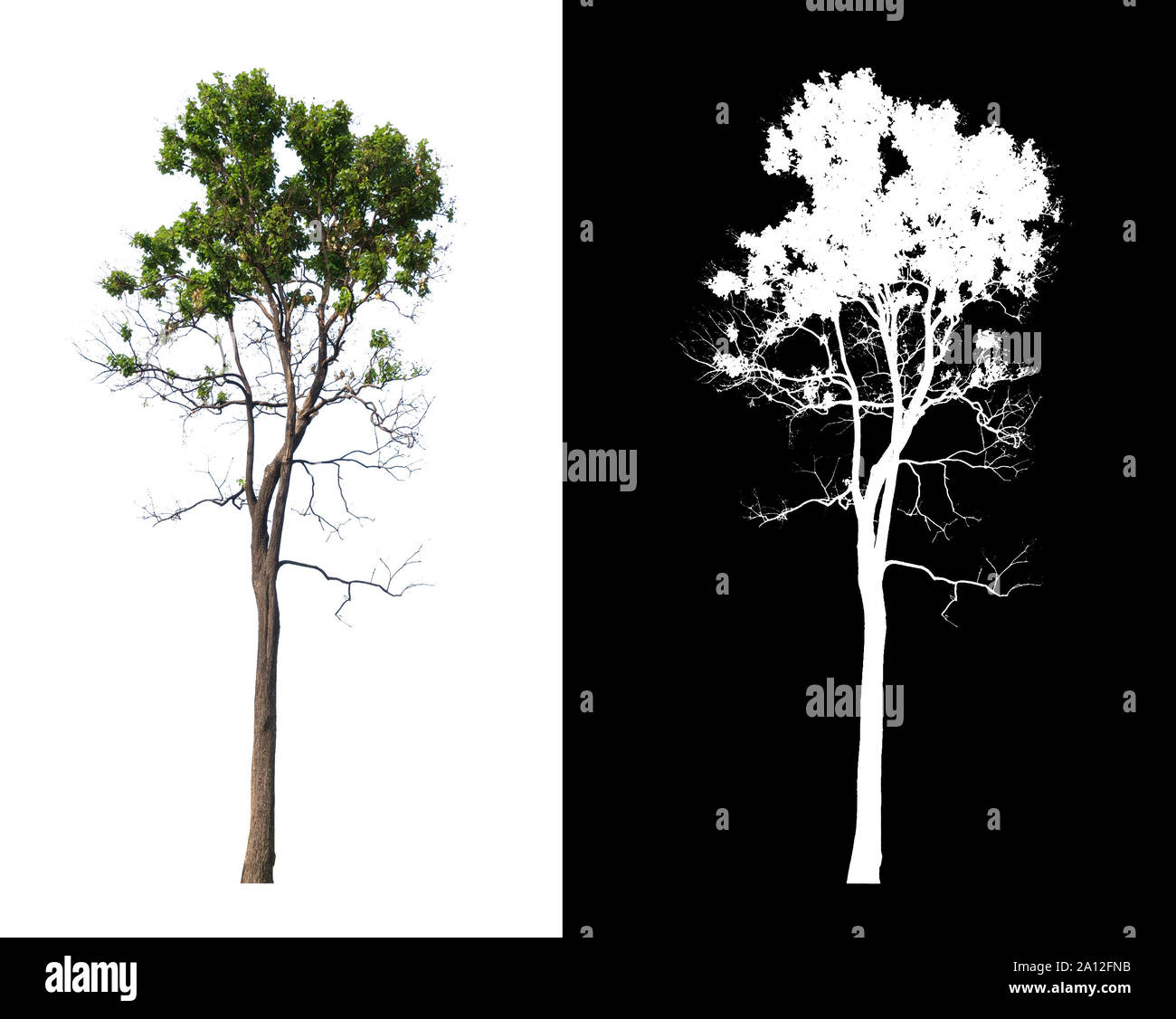 single tree with clipping path and alpha channel Stock Photo - Alamy