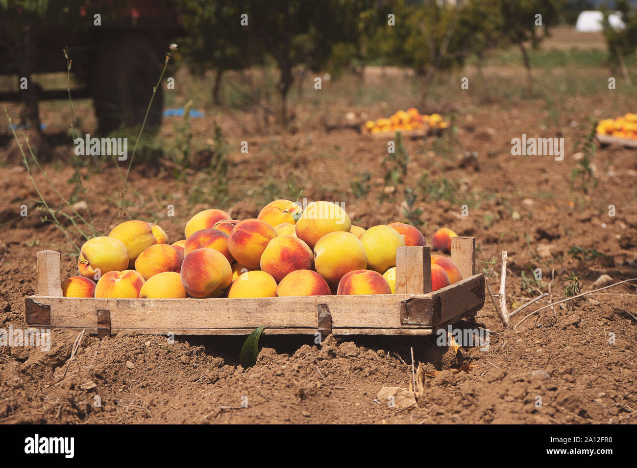 Fruit boxes with red ripe peaches in the garden, a lot of peaches ...
