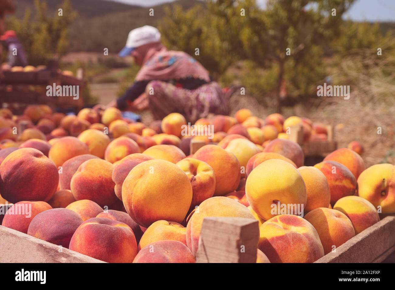 Fruit boxes with red ripe peaches in the garden, a lot of peache. Woman ...