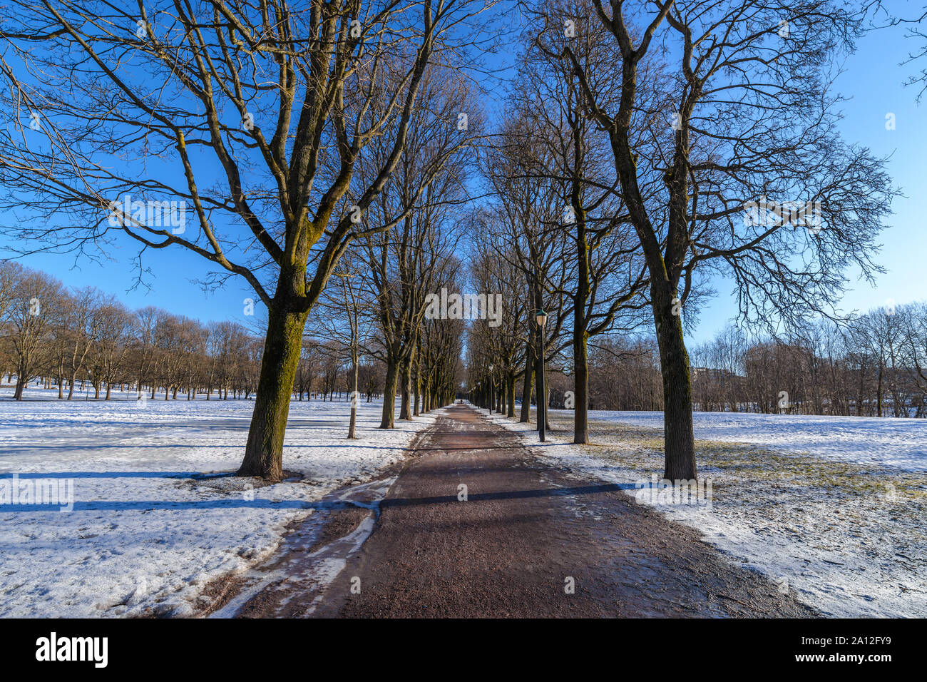 Oslo winter landscape at Vigeland Sculpture Park with snow and dry tree ...