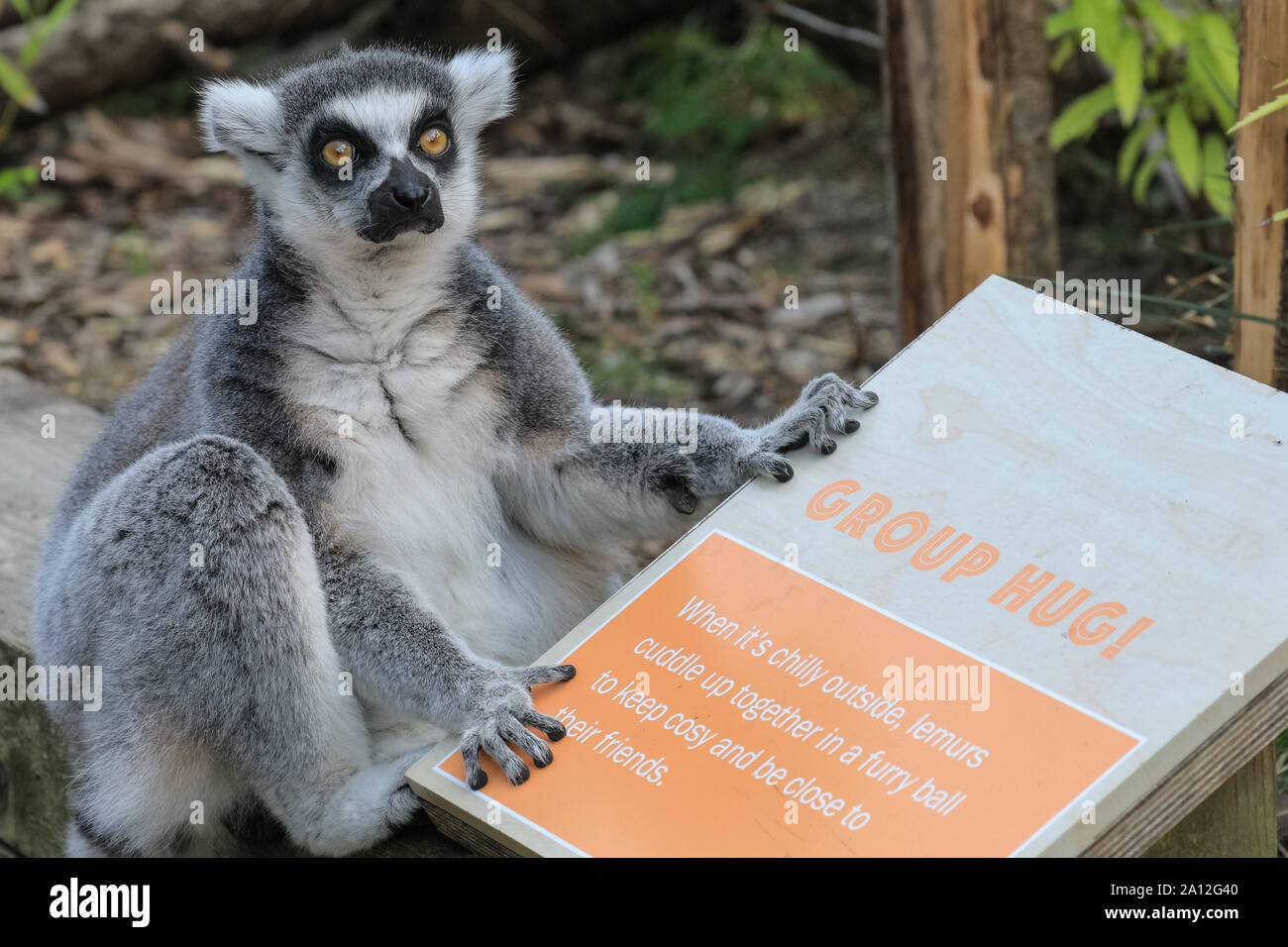 Chill Out Lemur