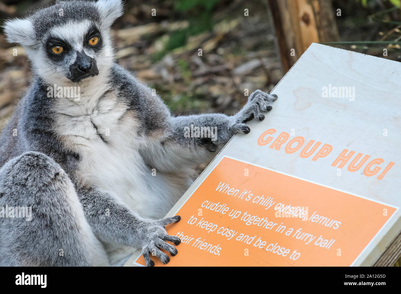 Lemur zoo sign hi-res stock photography and images - Alamy