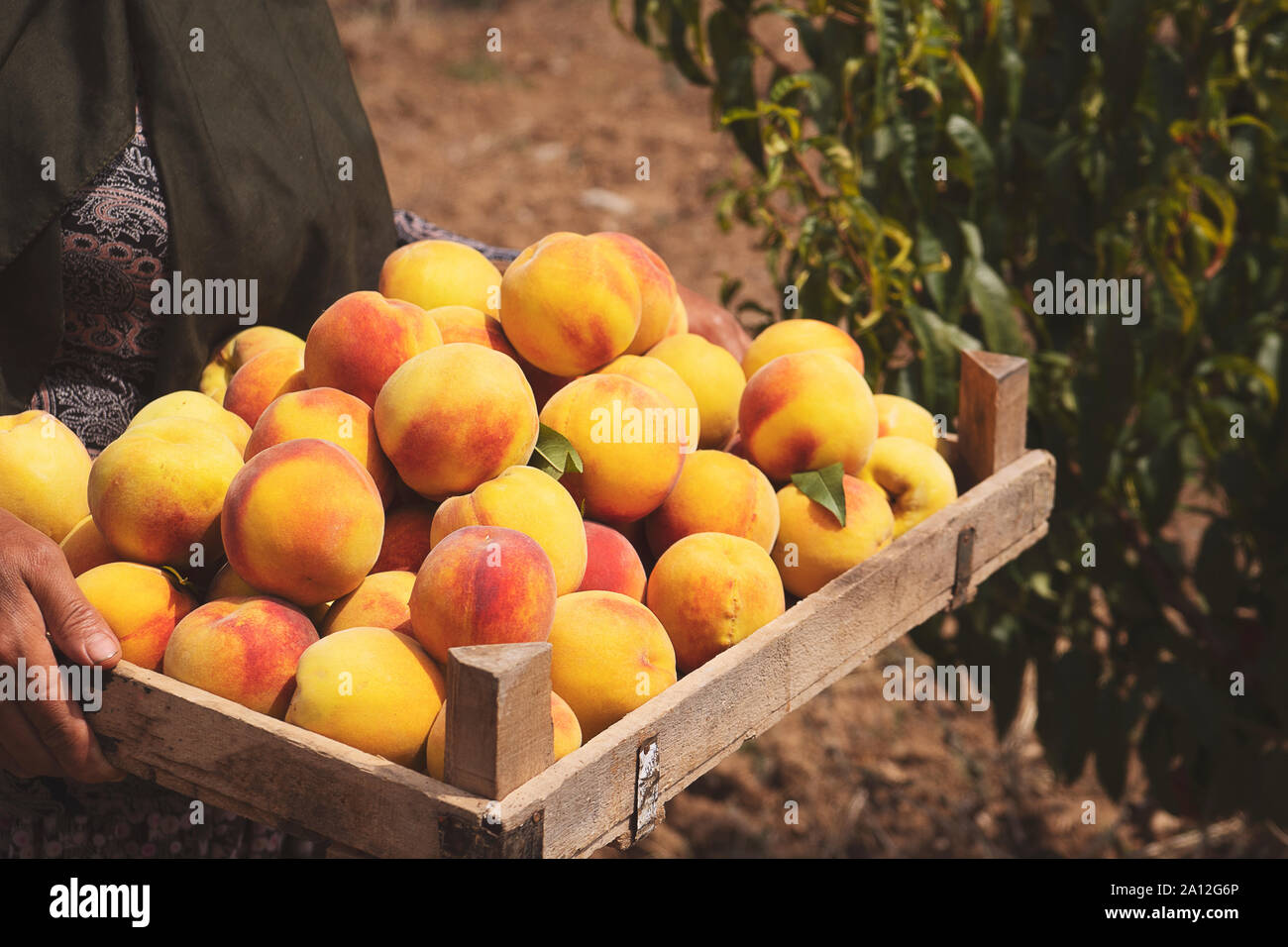 Fruit boxes with red ripe peaches in the garden, a lot of peache. Woman ...