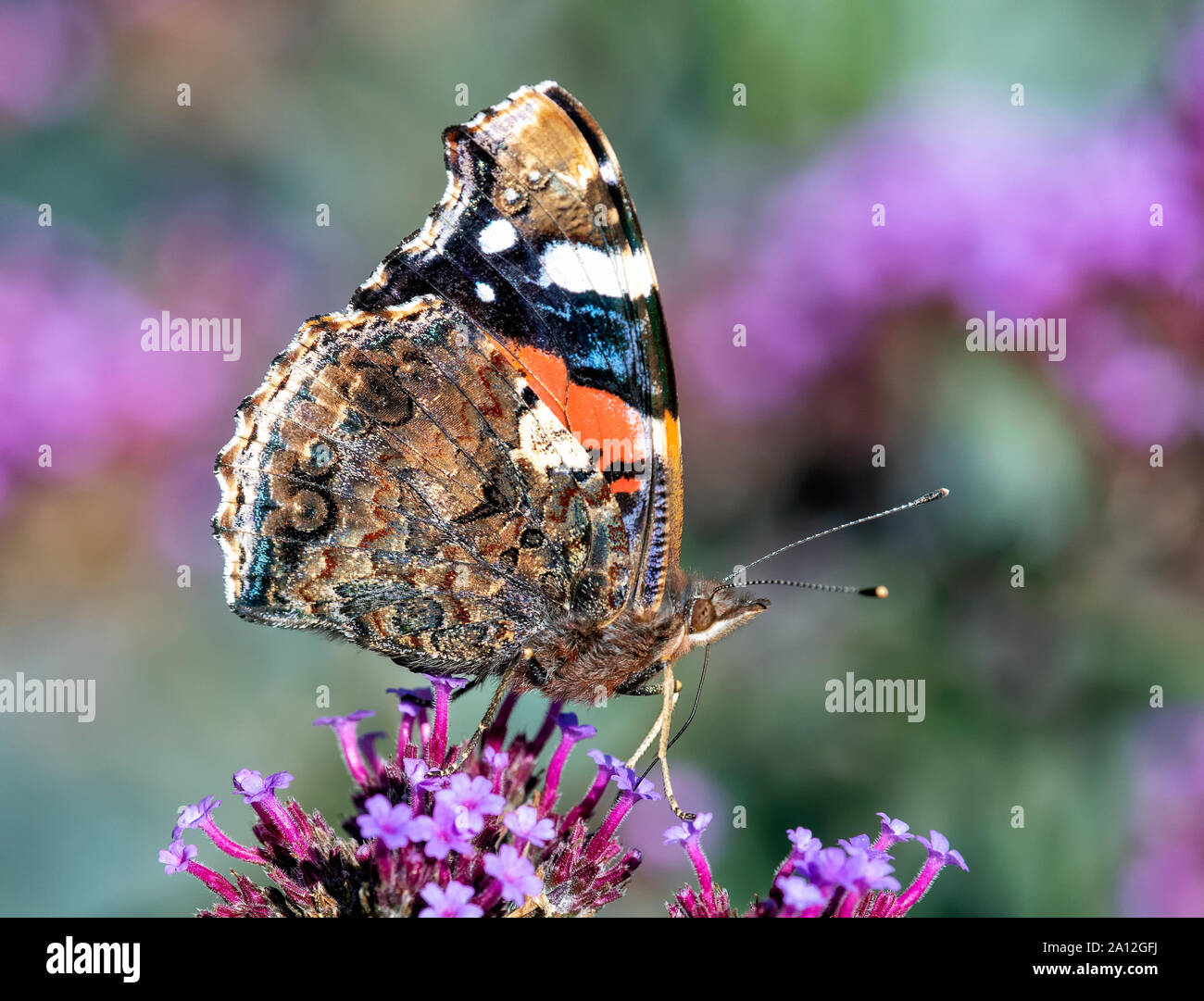 Red admiral wing closed hi-res stock photography and images - Alamy