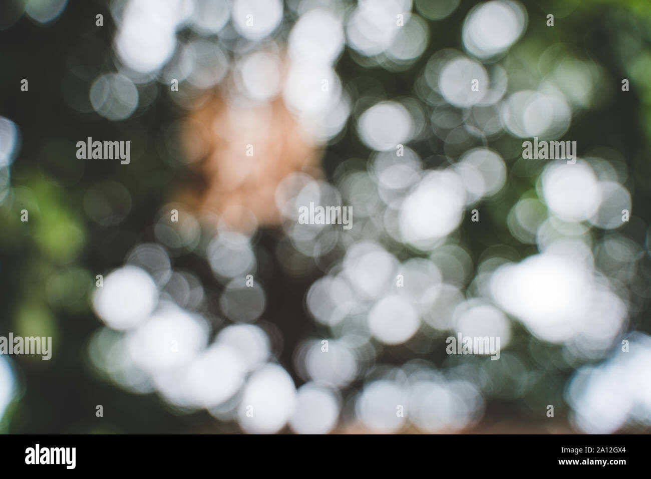 Blur image and bokeh from tree in daylight Stock Photo - Alamy