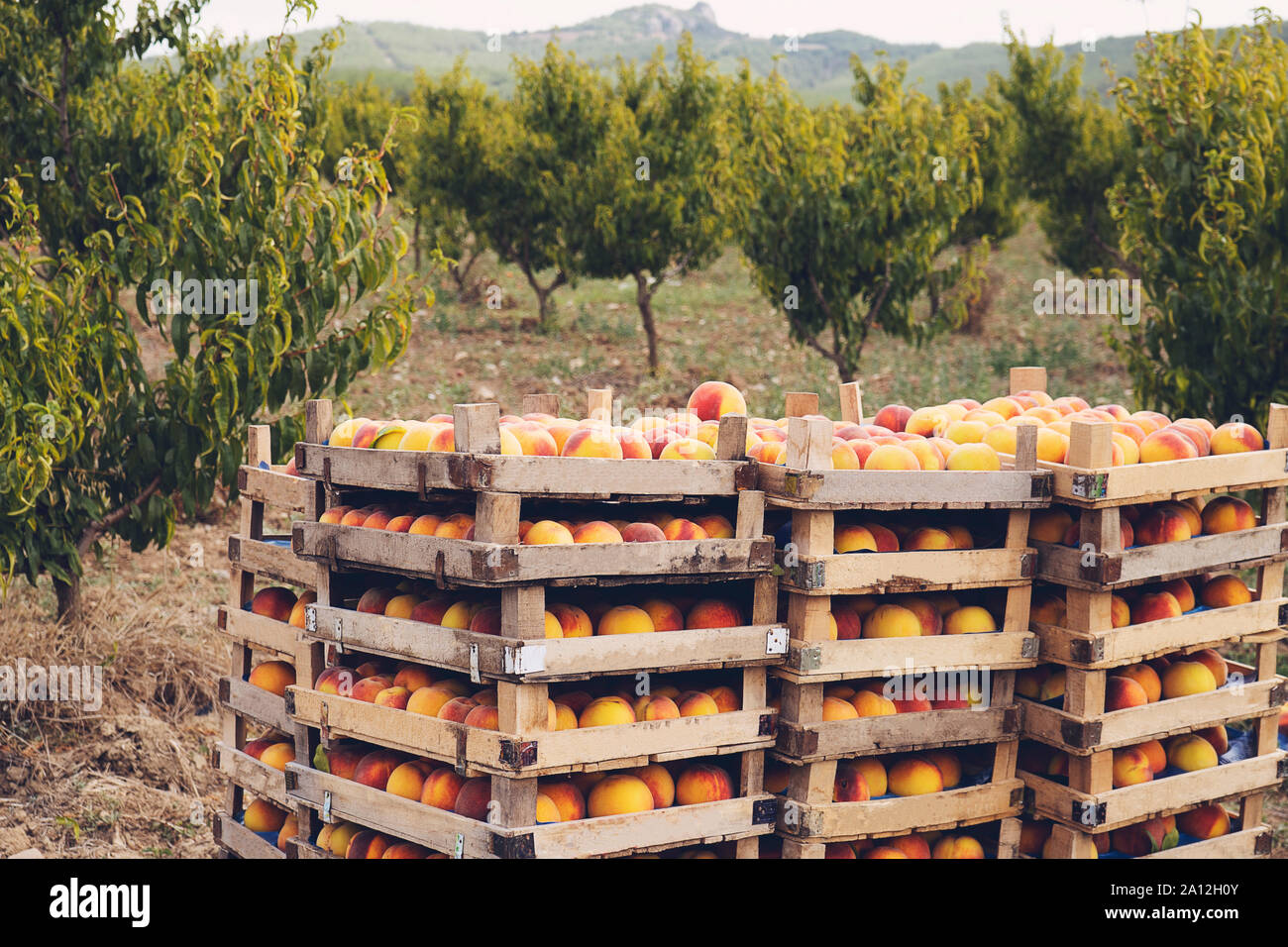 Peach trees with boxes of freshly harvested ripe peaches in fruit ...