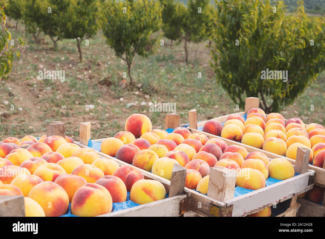 Peach trees with boxes of freshly harvested ripe peaches in fruit ...