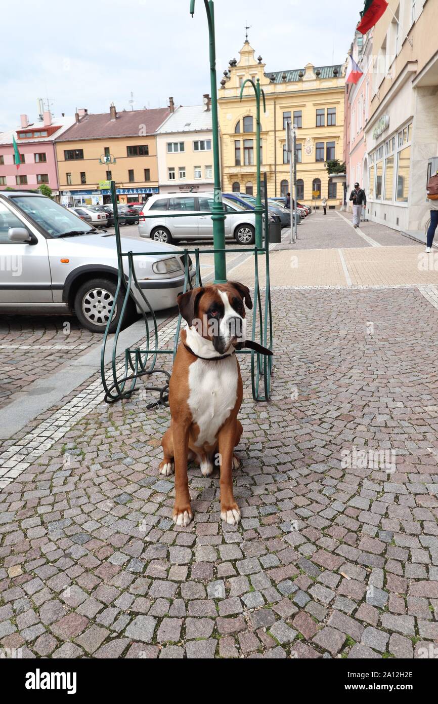 Boxer dog eyes hi-res stock photography and images - Alamy
