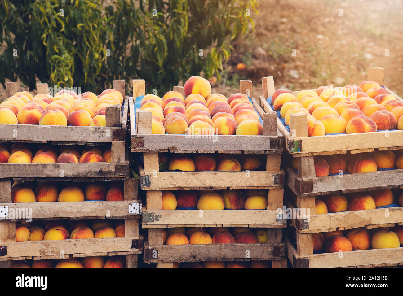 Peach trees with boxes of freshly harvested ripe peaches in fruit ...
