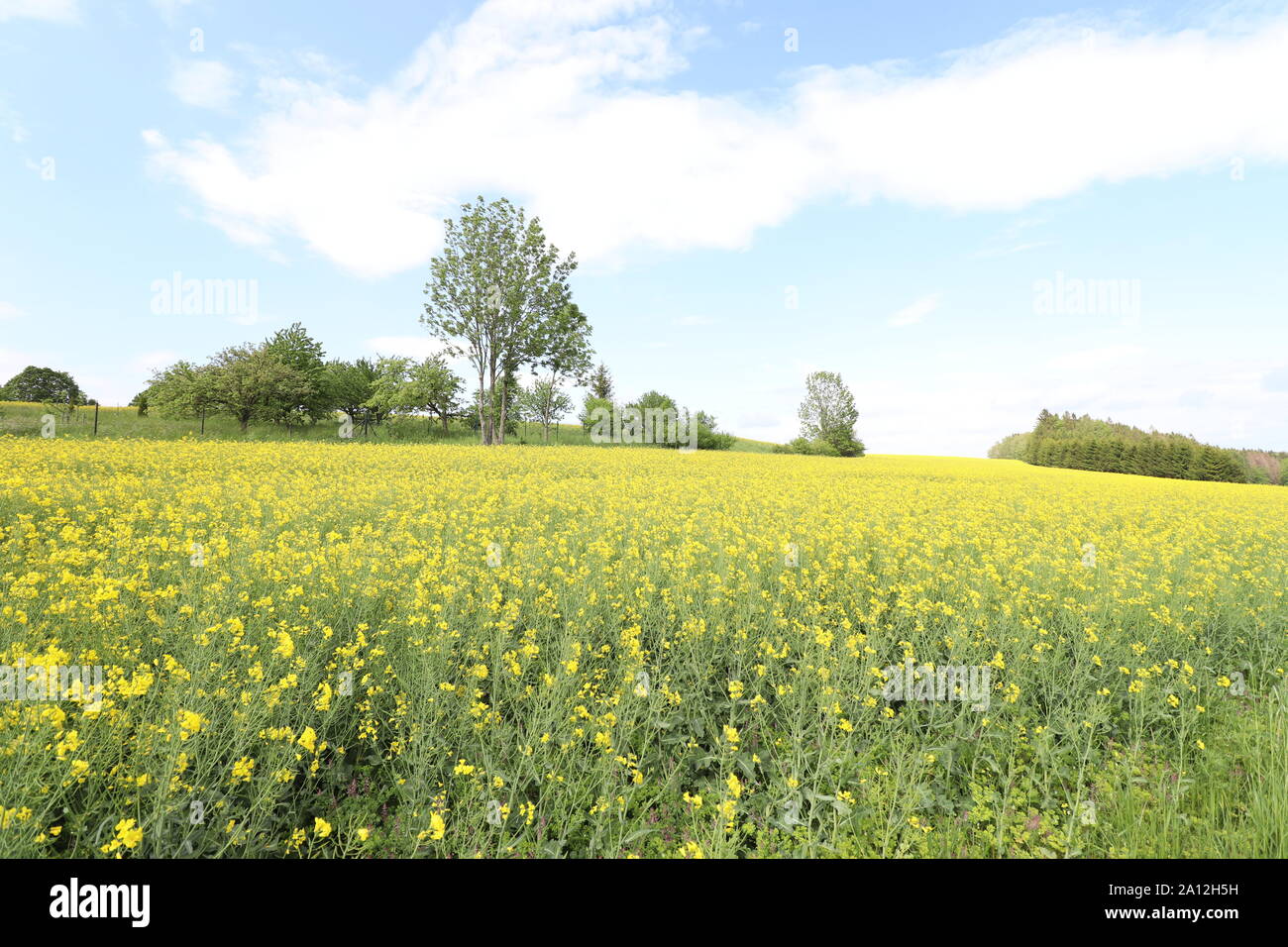 Flowerfield hi-res stock photography and images - Alamy