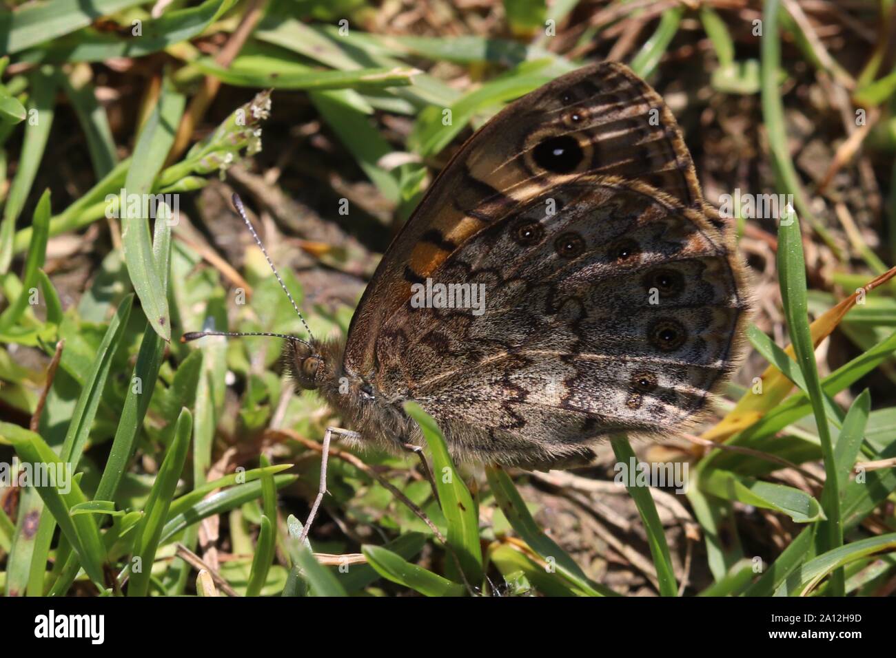 Butterfly czech republic hi-res stock photography and images - Alamy