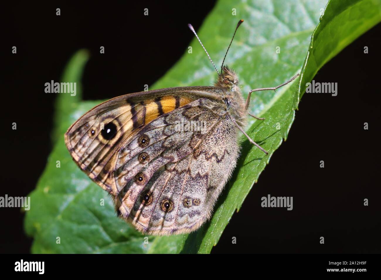 Butterfly czech republic hi-res stock photography and images - Alamy