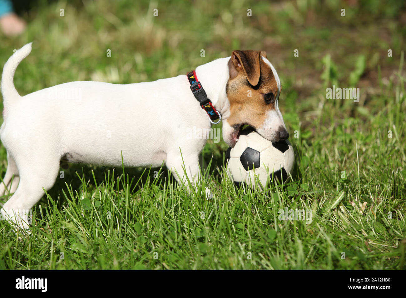 Active puppy hi-res stock photography and images - Alamy