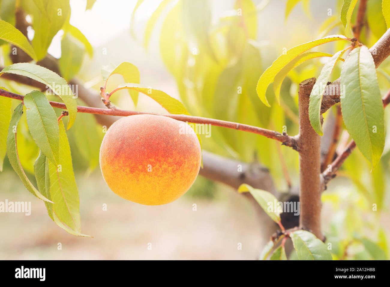 Plum peach tree with fruits growing in the garden Stock Photo - Alamy