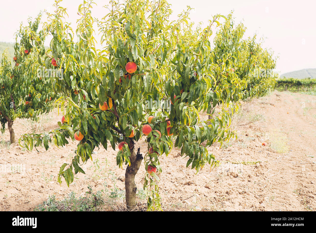 Plum peach tree with fruits growing in the garden Stock Photo - Alamy