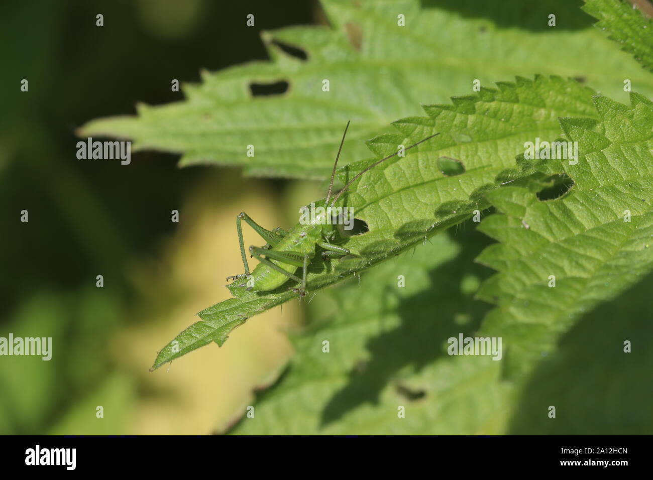 Insect sunbathing hi-res stock photography and images - Alamy